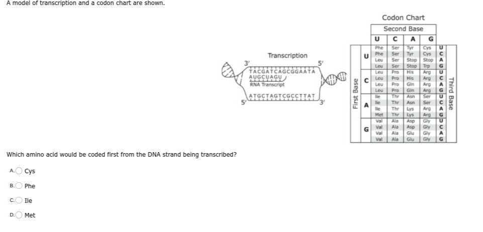 A model of transcription and a codon chart are shown. Which amino acid ...
