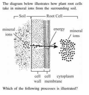 The diagram below illustrates how plant root cells take in mineral ions ...