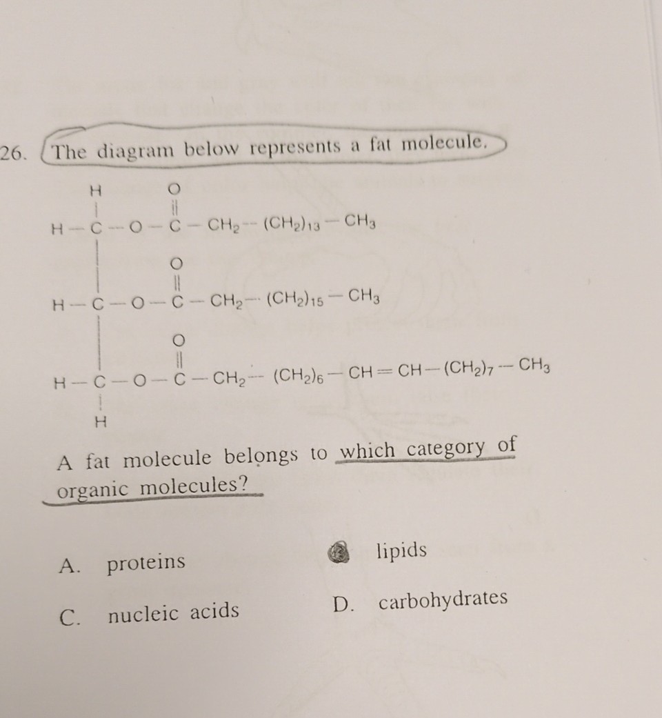 26. The diagram below represents a fat molecule. A fat molecule belongs ...