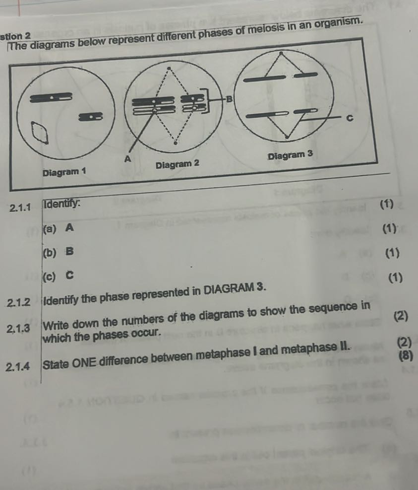 The diagrams below represent different phases of meiosis in an organism ...