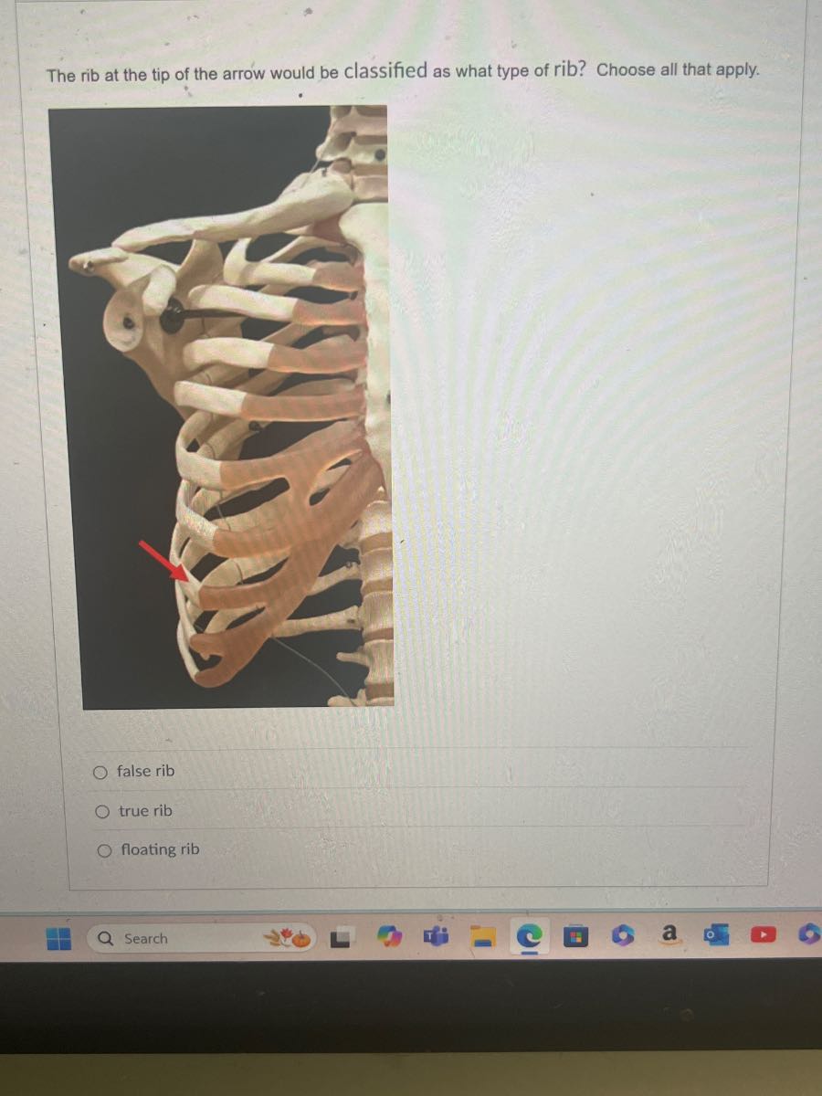 the rib at the tip of the arrow would be classified as what type of rib ...