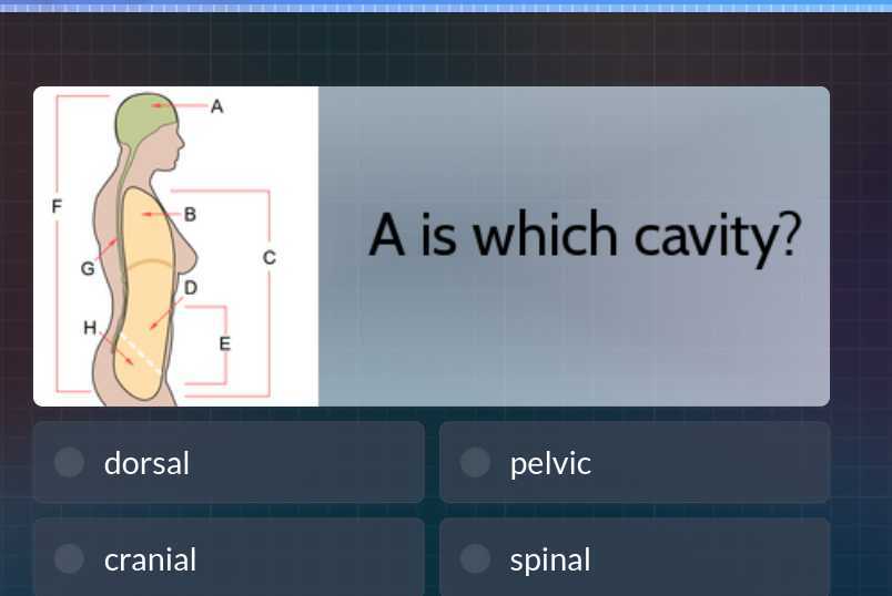 A is which cavity? dorsal pelvic cranial spinal