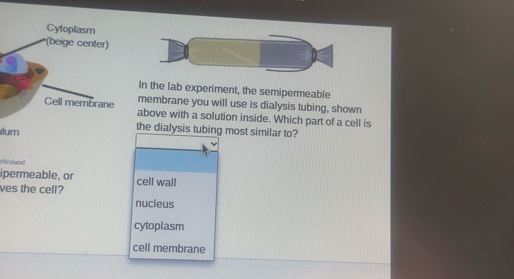 Cytoplasm (beige center) Cell membrane In the lab experiment, the ...