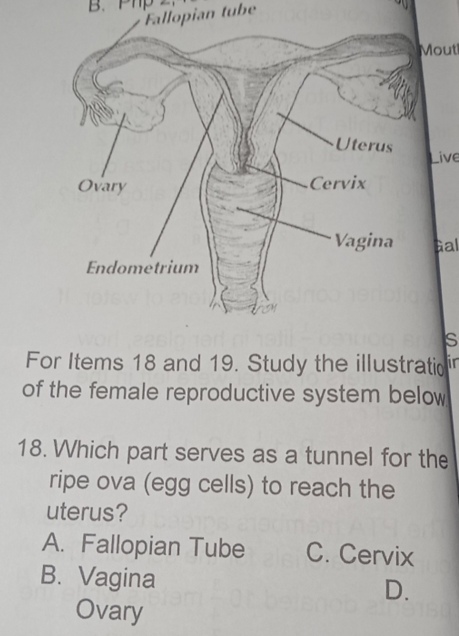 for items 18 and 19 study the illustratio of the female reproductive ...