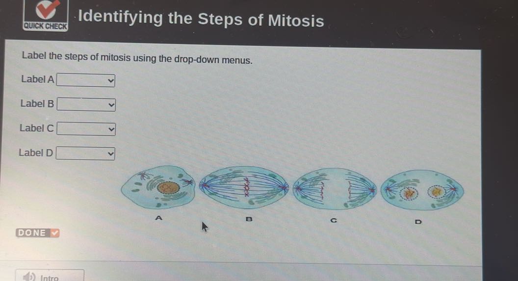 [GET ANSWER] QUICK CHECK Identifying the Steps of Mitosis Label the ...
