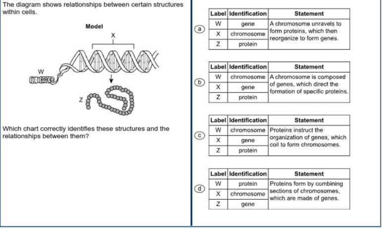 The diagram shows relationships between certain structures within cells ...