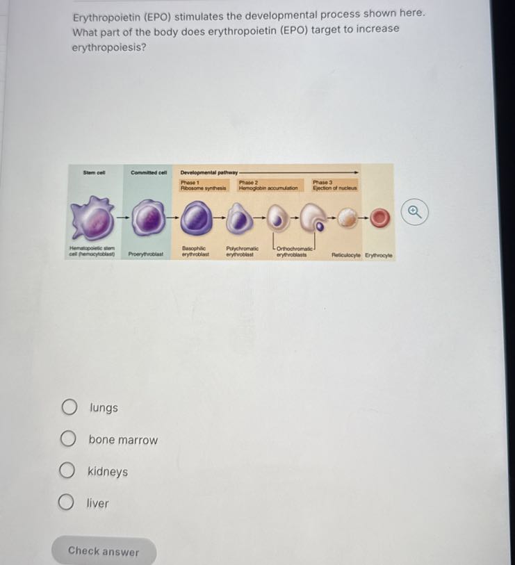 Erythropoietin (EPO) stimulates the developmental process shown here ...