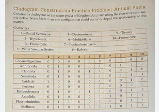 SOLVED: Cladogram Construction Practice Problem: Animal Phyla Construct ...
