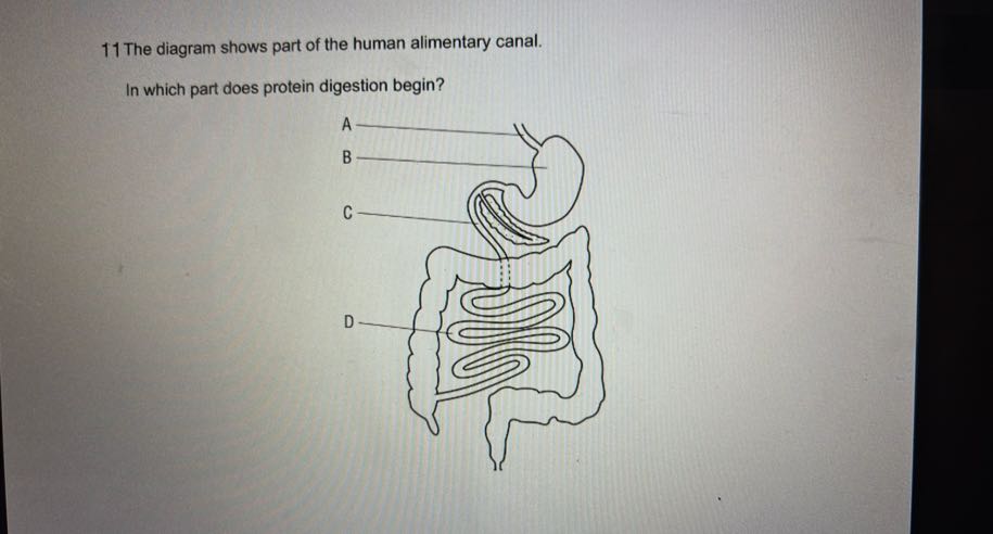 11 The diagram shows part of the human alimentary canal. In which part ...
