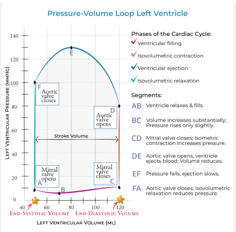 Pressure-Volume Loop Left Ventricle Phases of the Cardiac Cycle ...