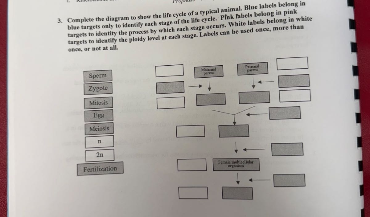 3 complete the diagram to show the life cycle of a typical animal blue ...