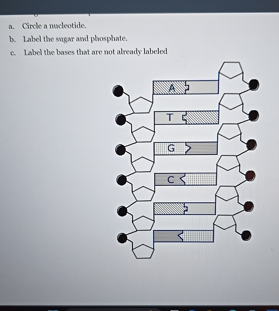 a. Circle a nucleotide. b. Label the sugar and phosphate. c. Label the ...