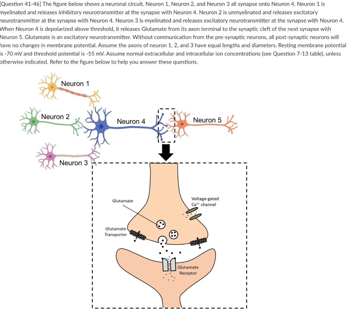 SOLVED: [Question 41-46] The figure below shows a neuronal circuit. Neuron 1, Neuron 2, and ...