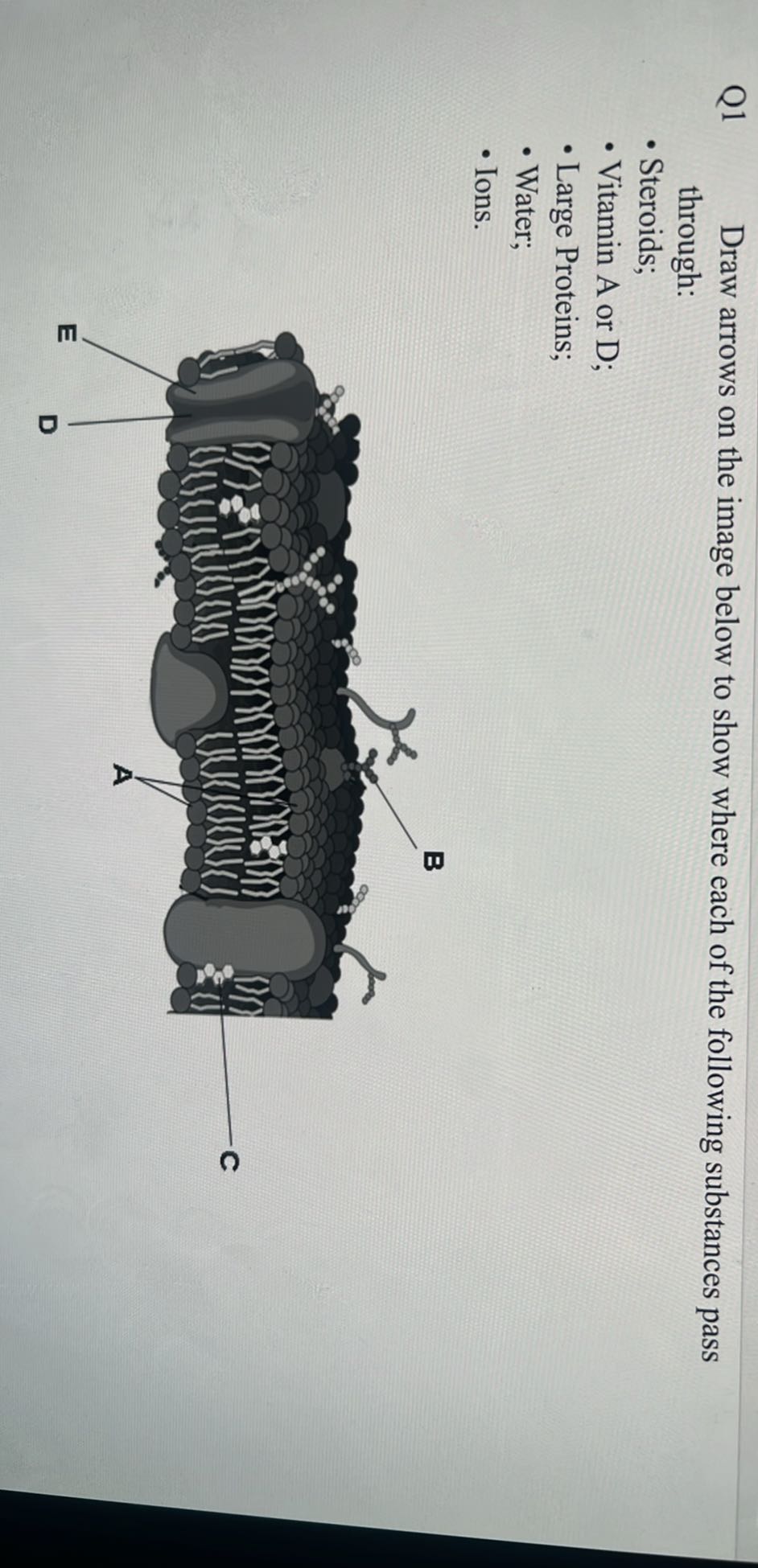 Q1 Draw arrows on the image below to show where each of the following ...
