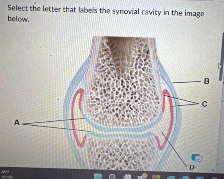 Select the letter that labels the synovial cavity in the image below.