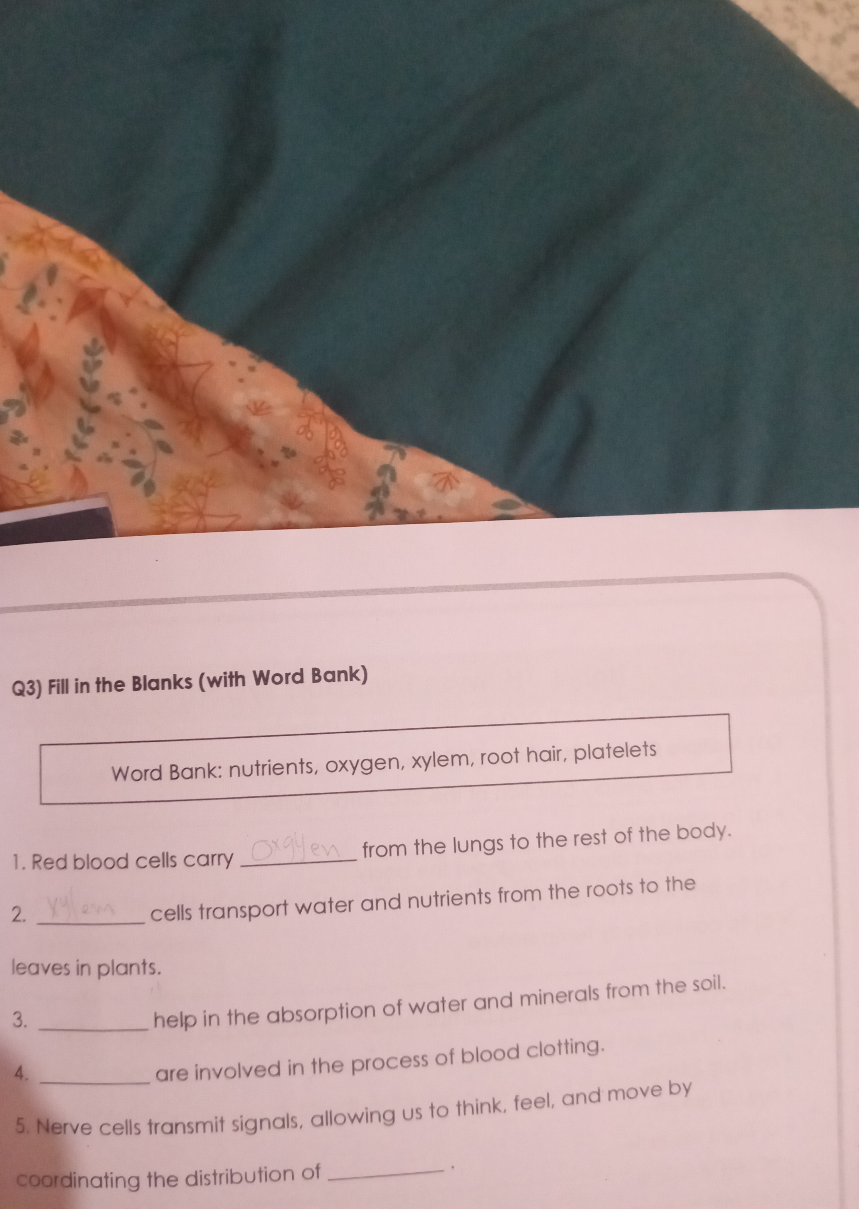 q3 fill in the blanks with word bank word bank nutrients oxygen xylem ...