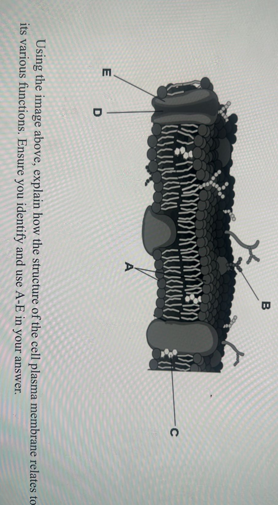 using the image above explain how the structure of the cell plasma ...
