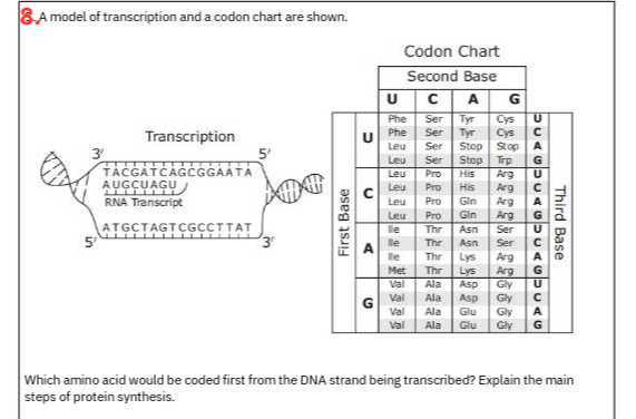 [GET ANSWER] 8. A model of transcription and a codon chart are shown ...