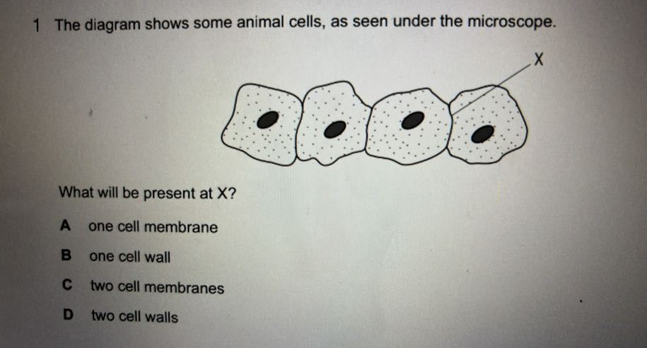 1 The diagram shows some animal cells, as seen under the microscope ...
