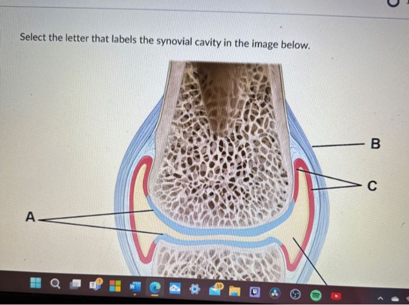 Select the letter that labels the synovial cavity in the image below.