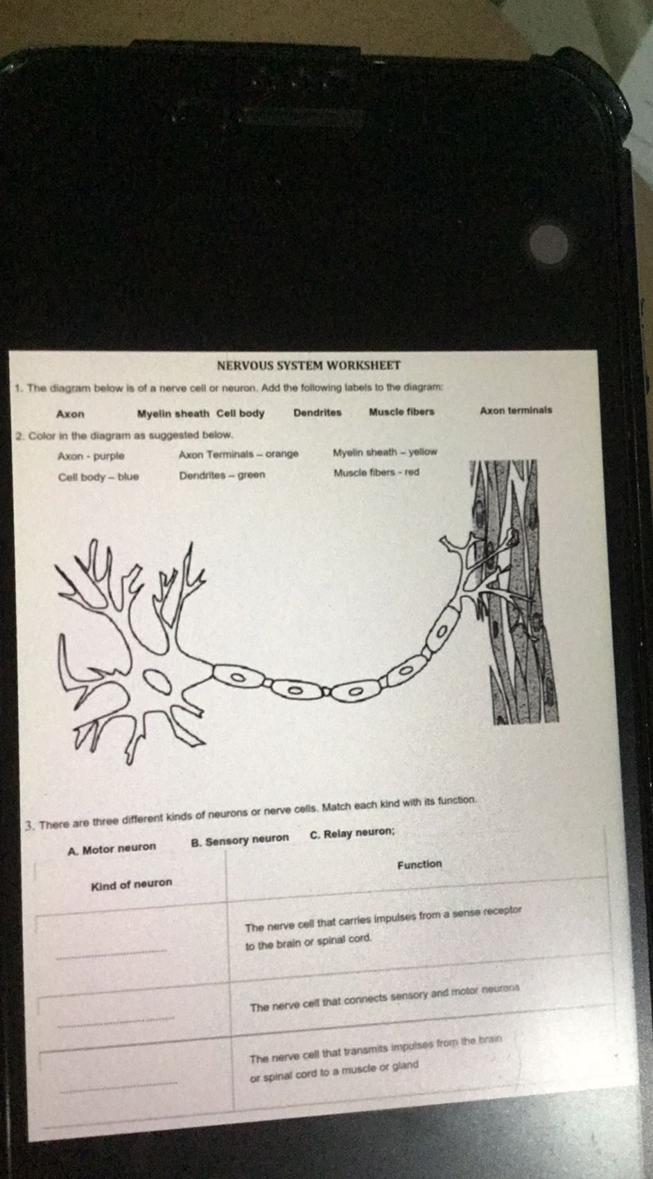 NERVOUS SYSTEM WORKSHEET 1. The diagram below is of a nerve cell or ...