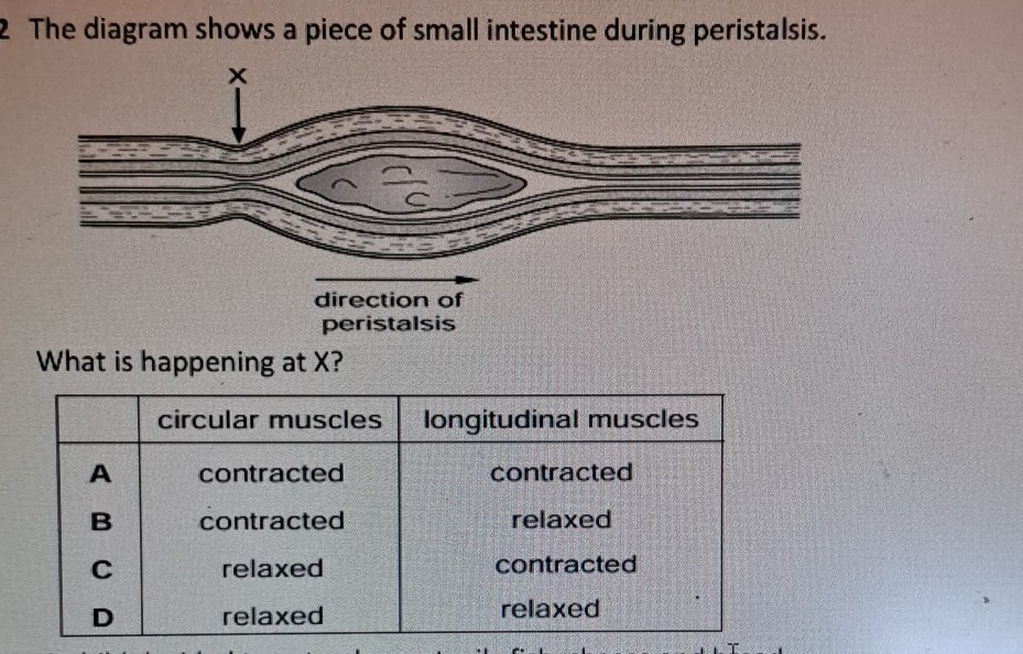 The diagram shows a piece of small intestine during peristalsis. What ...