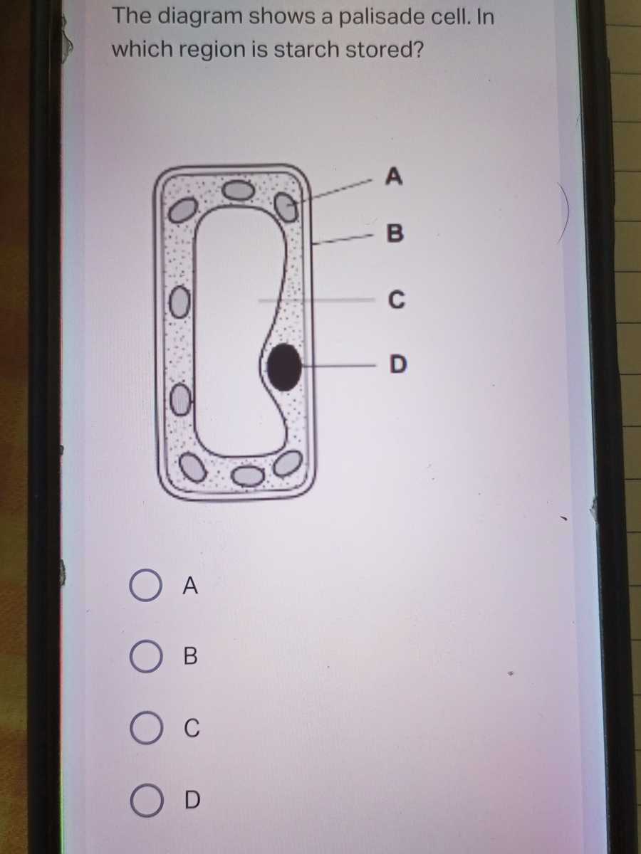 The diagram shows a palisade cell. In which region is starch stored? A ...