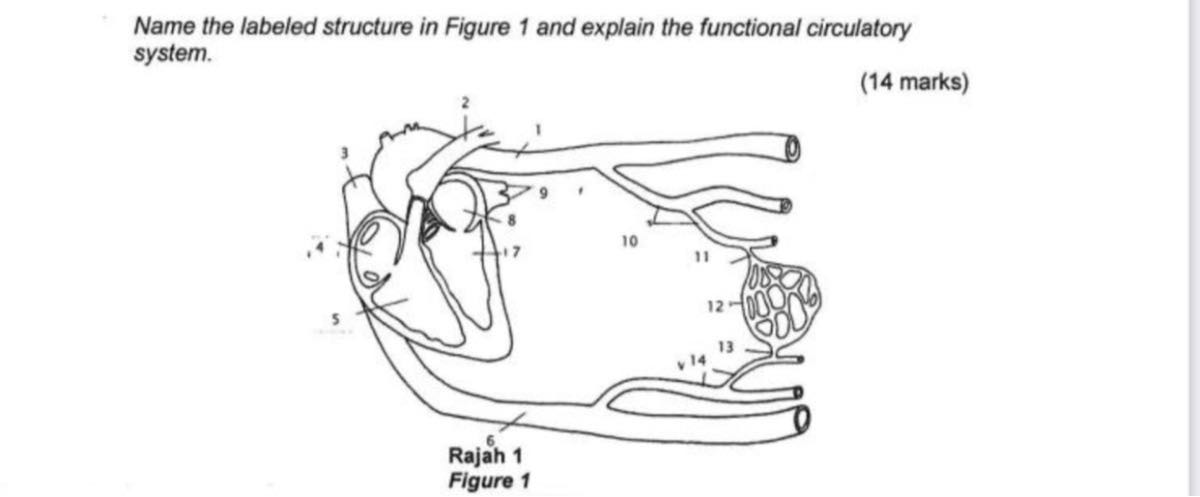 Name the labeled structure in Figure 1 and explain the functional ...