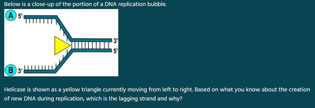 below is a close up of the portion of a dna replication bubble helicase ...