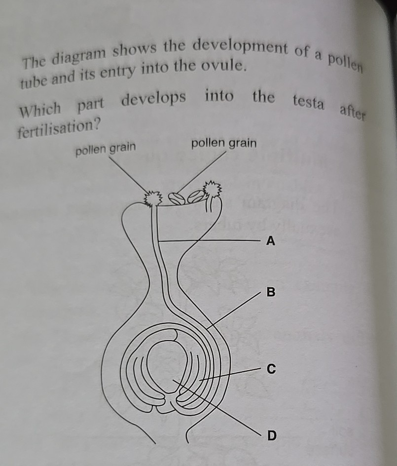 The diagram shows the development of a pollen tube and its entry into ...