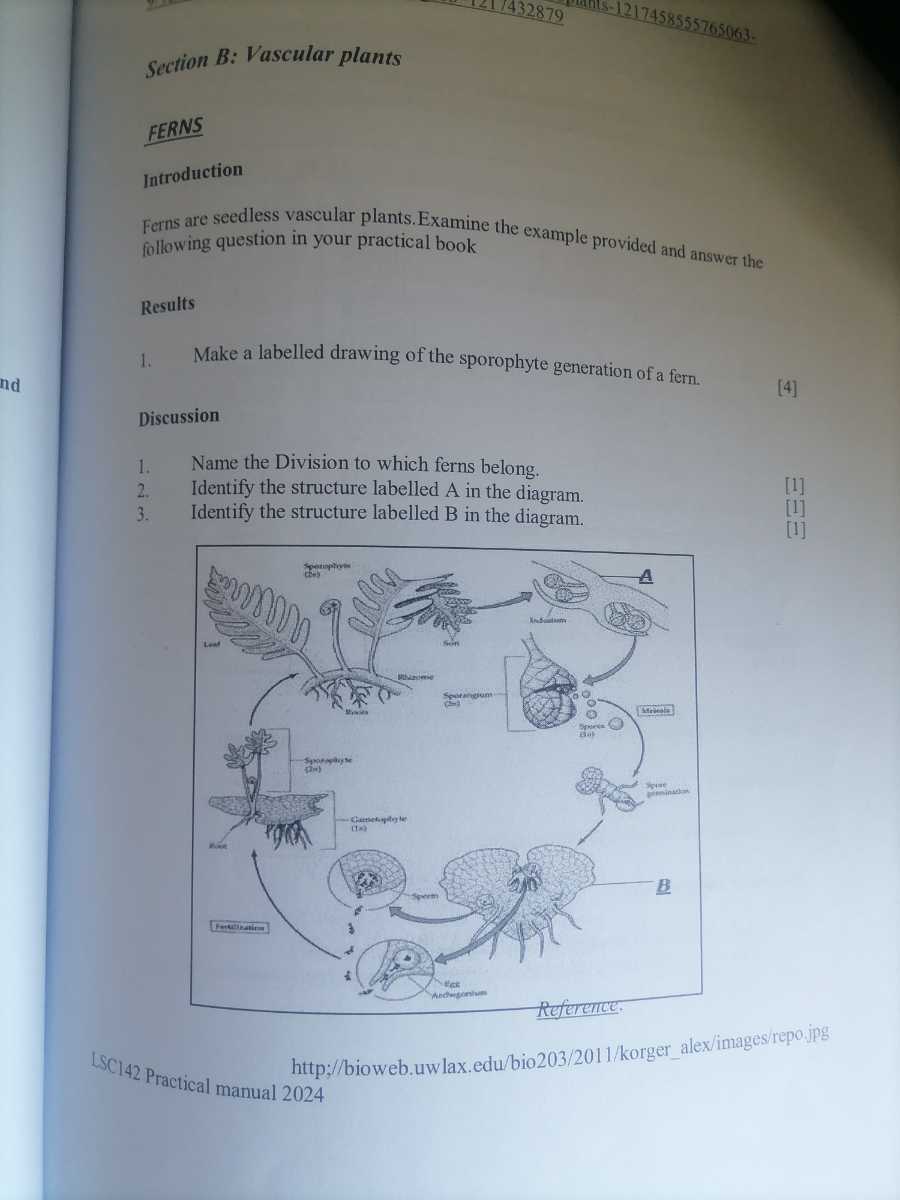 Section B: Vascular plants FERNS Introduction Ferns are seedless vascular plants. Examine the ...