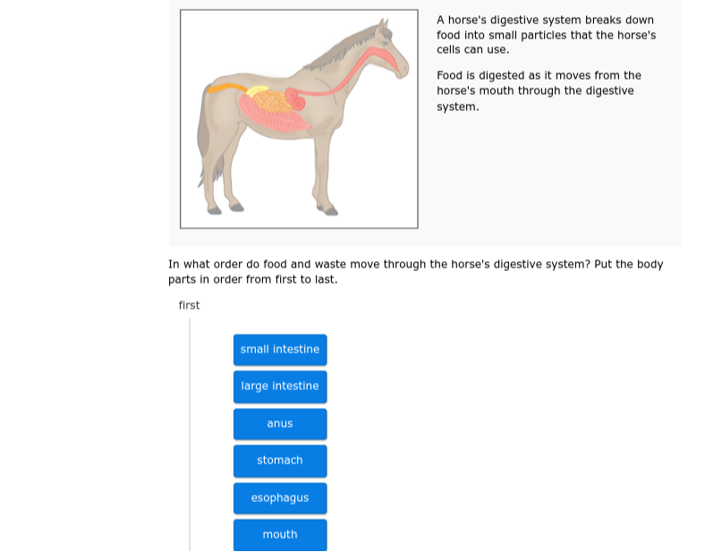 A horse's digestive system breaks down food into small particles that ...