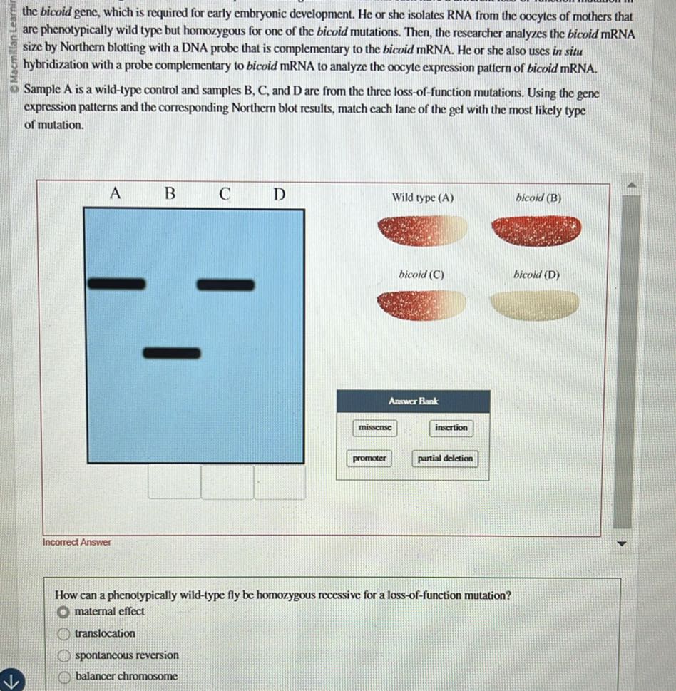 the bicoid gene, which is required for early embryonic development. He ...