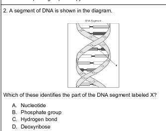 2. A segment of DNA is shown in the diagram. Which of these identifies ...