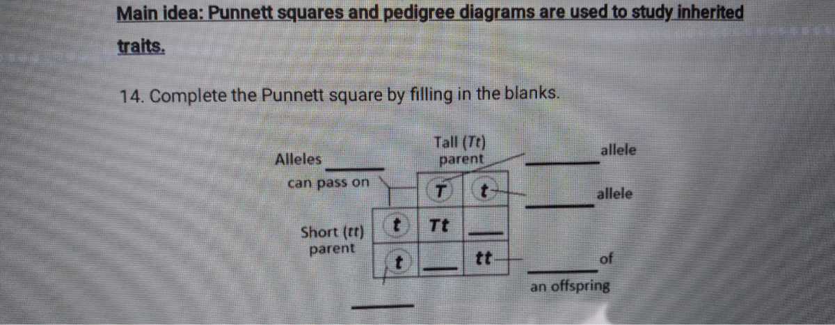 Main idea: Punnett squares and pedigree diagrams are used to study ...