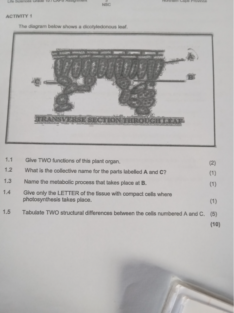 NSC ACTIVITY 1 The diagram below shows a dicotyledonous leaf. 1.1 Give ...