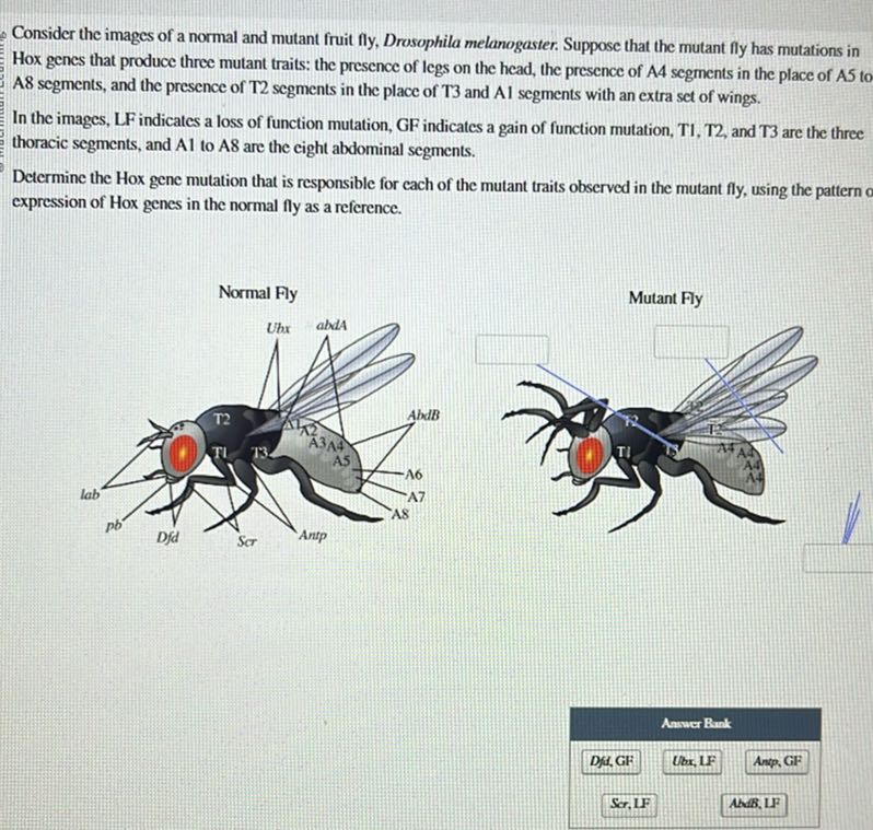 Consider the images of a normal and mutant fruit fly, Drosophila ...