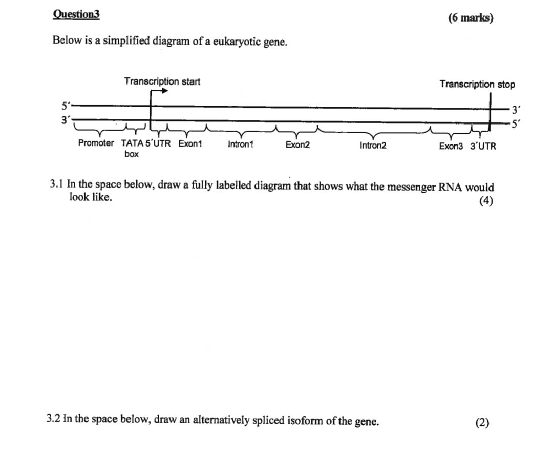 Question3 (6 marks) Below is a simplified diagram of a eukaryotic gene ...