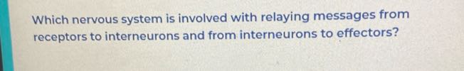 Which nervous system is involved with relaying messages from receptors ...