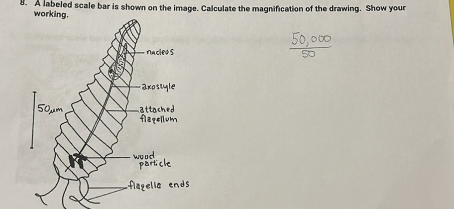8 a labeled scale bar is shown on the image calculate the magnification of the drawing show your ...