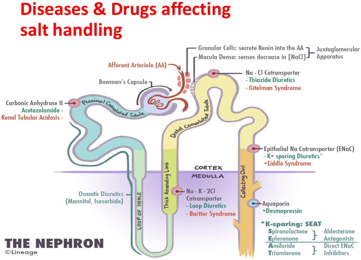 SOLVED: Diseases & Drugs affecting salt handling