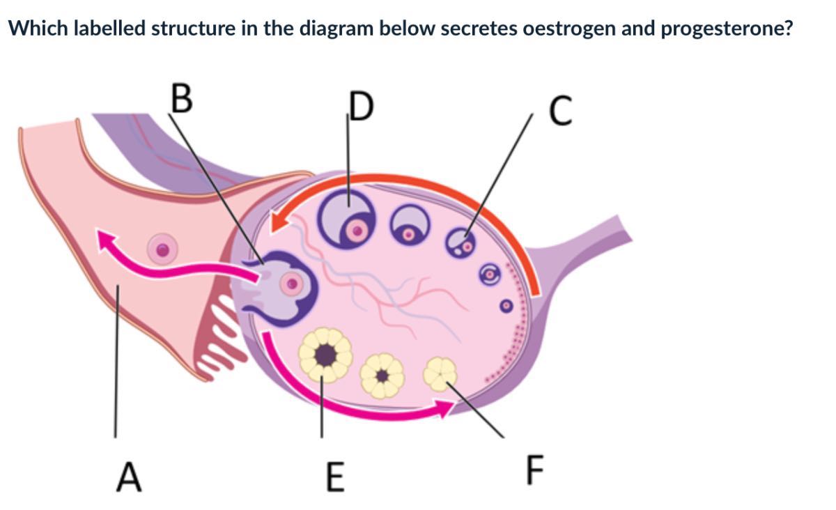 Which labelled structure in the diagram below secretes oestrogen and ...