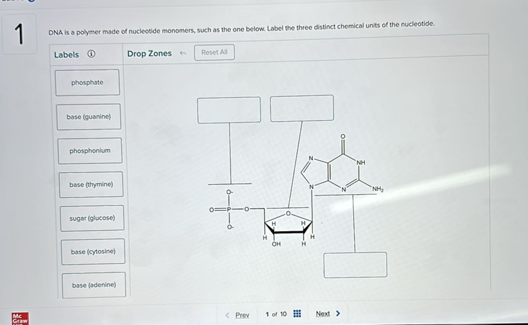 1 DNA is a polymer made of nucleotide monomers, such as the one below ...