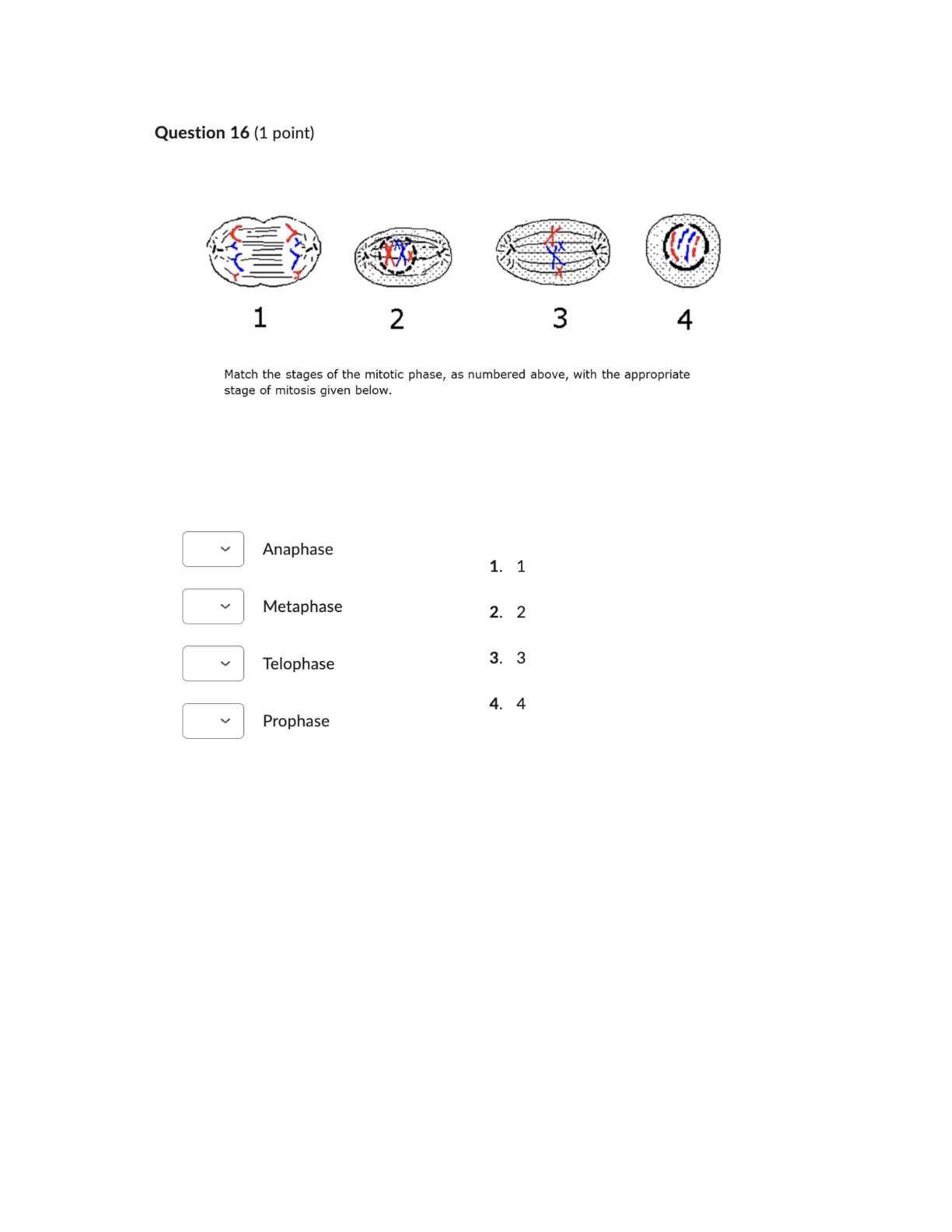 Question 16 (1 point) 1 2 3 4 Match the stages of the mitotic phase, as ...
