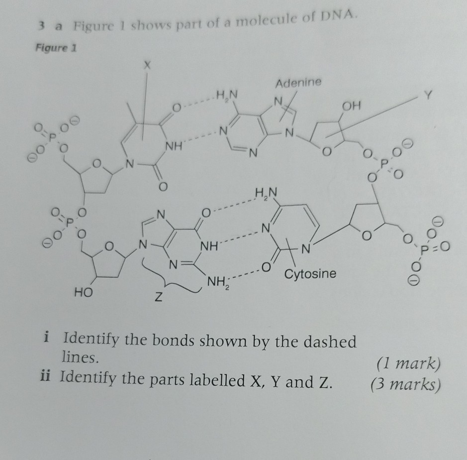 [GET ANSWER] 3 a Figure 1 shows part of a molecule of DNA. Figure 1 i ...