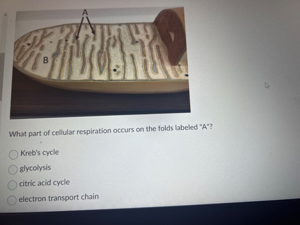 What part of cellular respiration occurs on the folds labeled "A"? Kreb ...