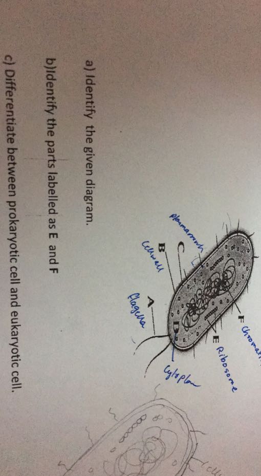 a) Identify the given diagram. b) Identify the parts labelled as 𝐄 and ...