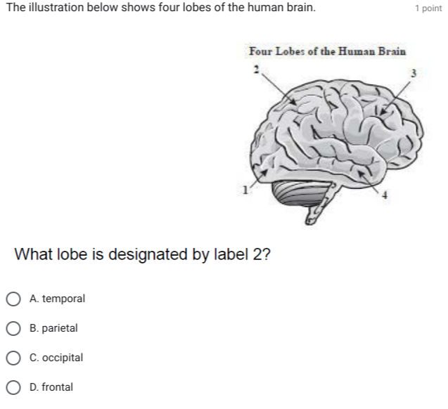 the illustration below shows four lobes of the human brain 1 point four ...