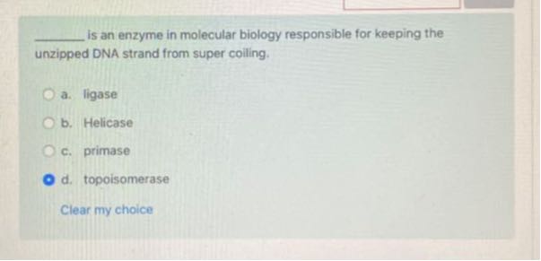 is an enzyme in molecular biology responsible for keeping the unzipped ...