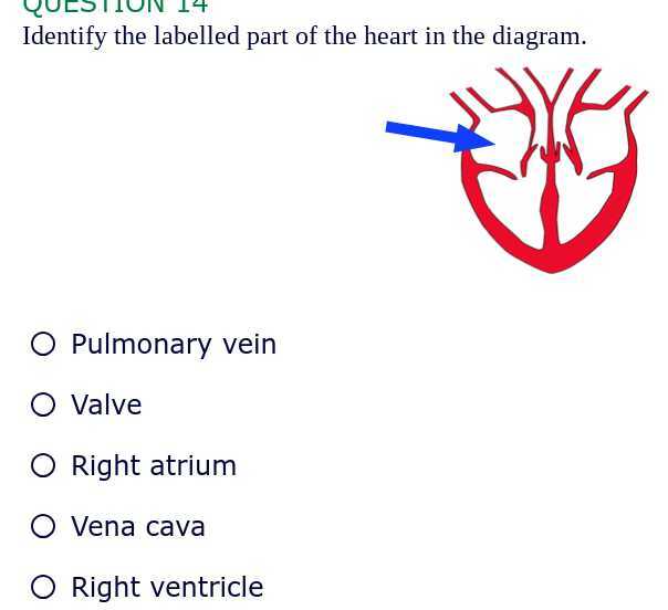Identify the labelled part of the heart in the diagram. Pulmonary vein Valve Right atrium Vena ...